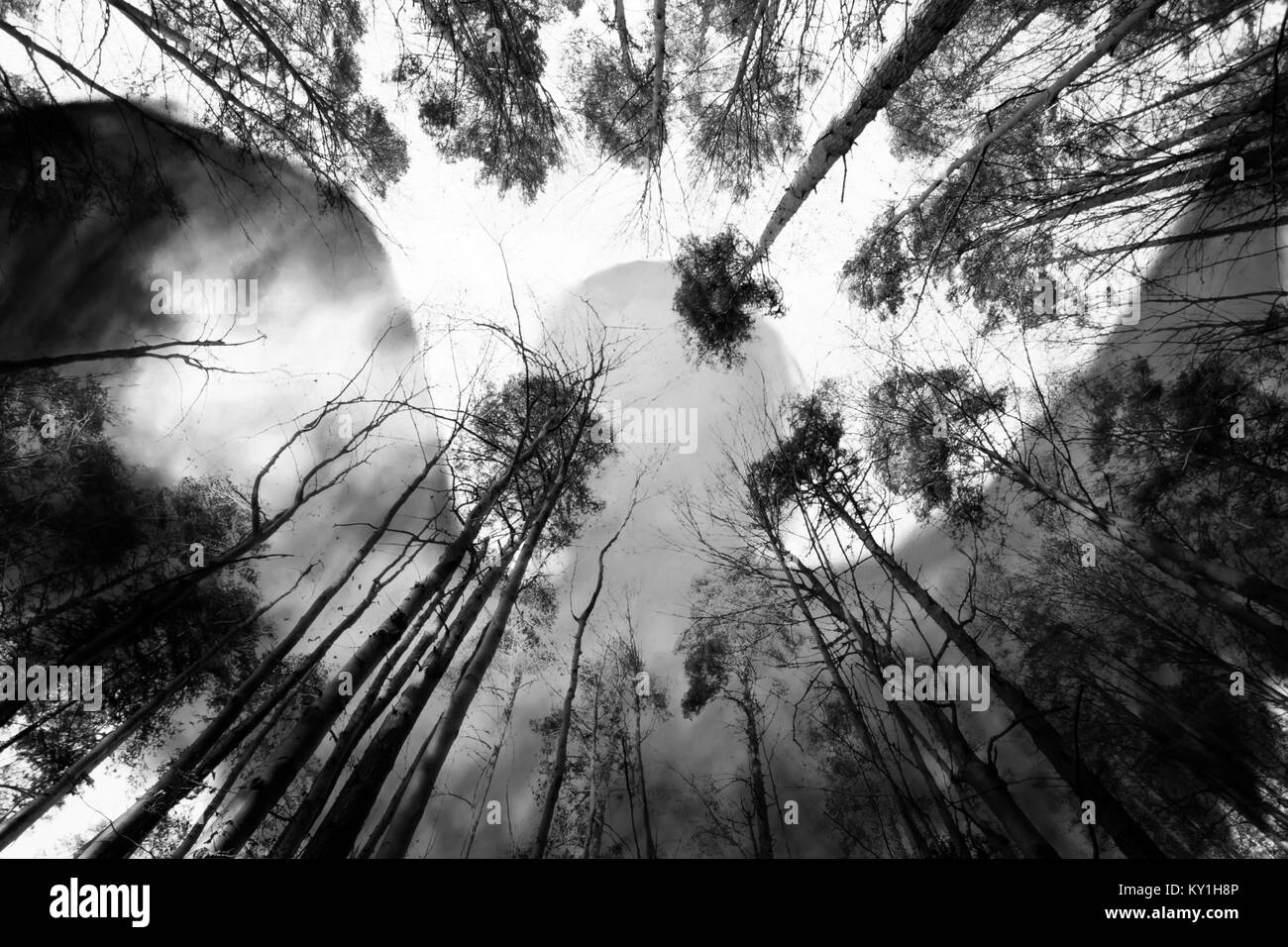 Dark forest and ghostly creature shadow above Stock Photo - Alamy