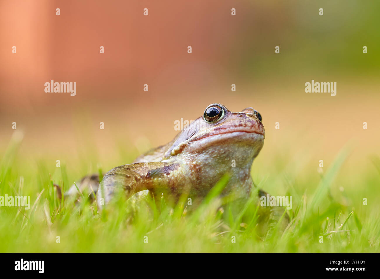 Garden frog hi-res stock photography and images - Alamy