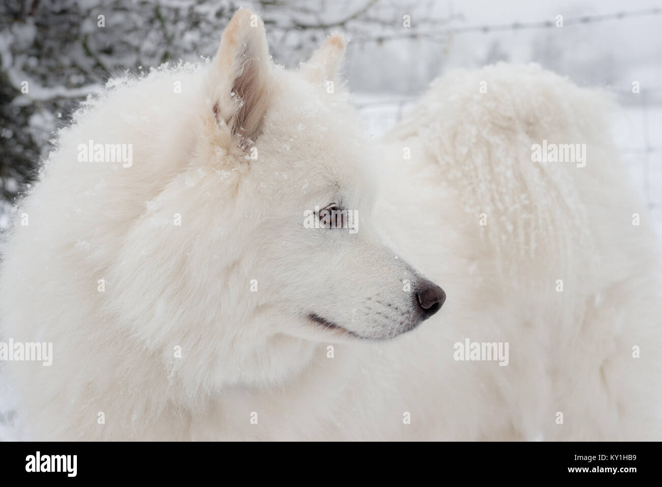 Samoyed snow hi-res stock photography and images - Alamy