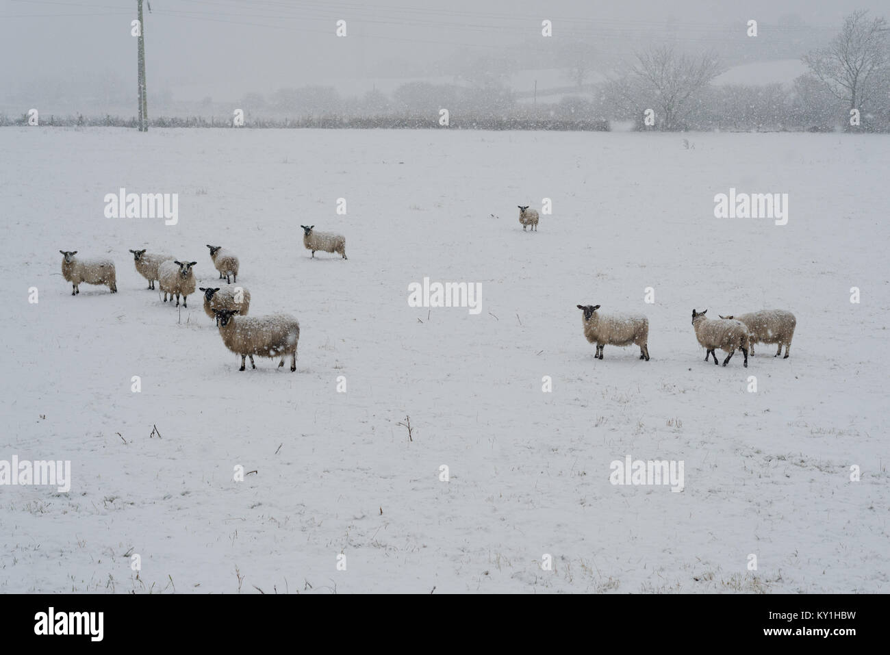 Sheep in the snow Stock Photo - Alamy