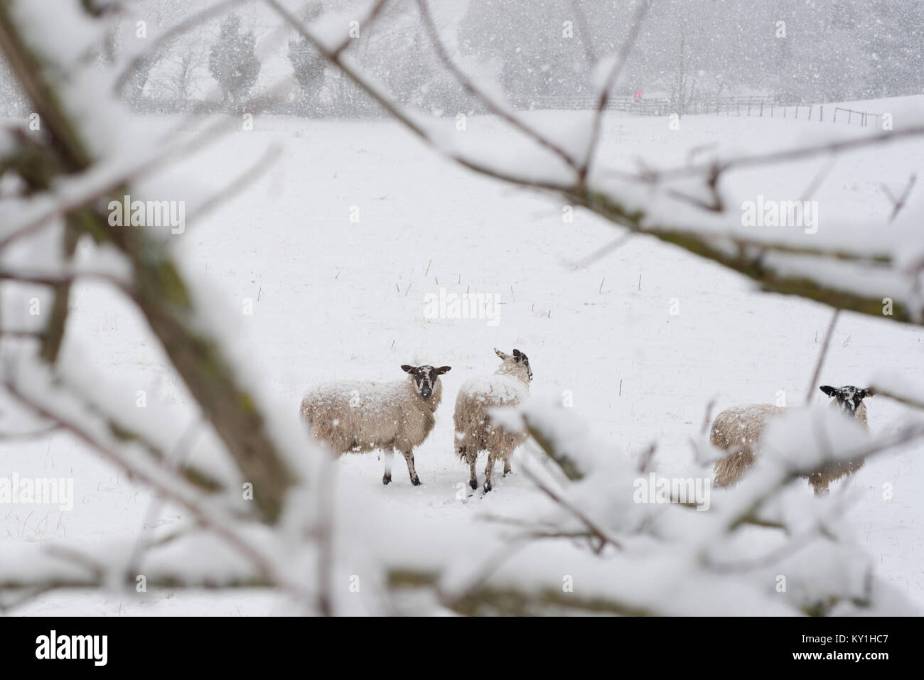 Sheep in the snow Stock Photo - Alamy
