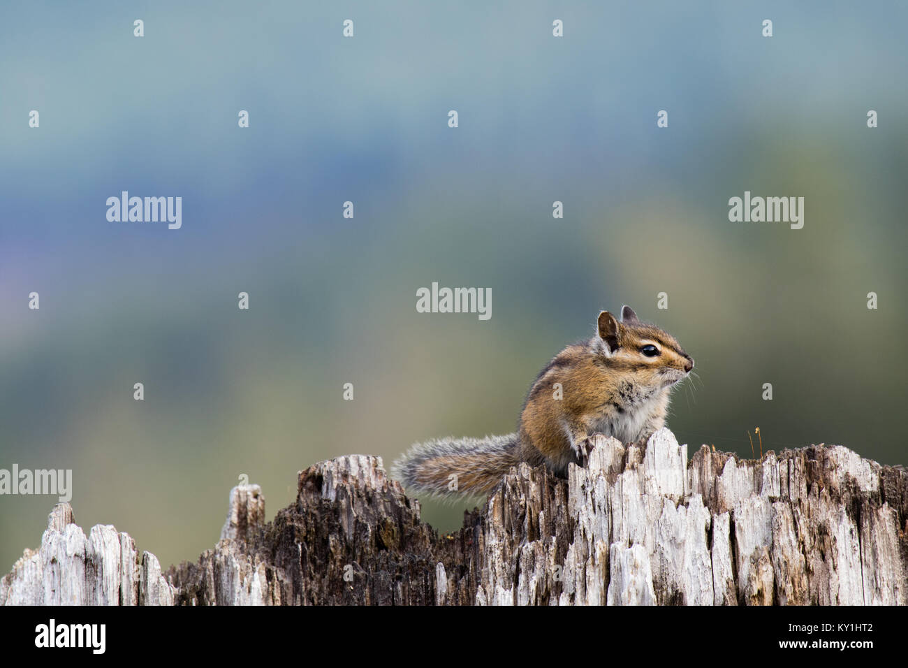 Chipmunk sitting on a stump and looking into camera Stock Photo - Alamy