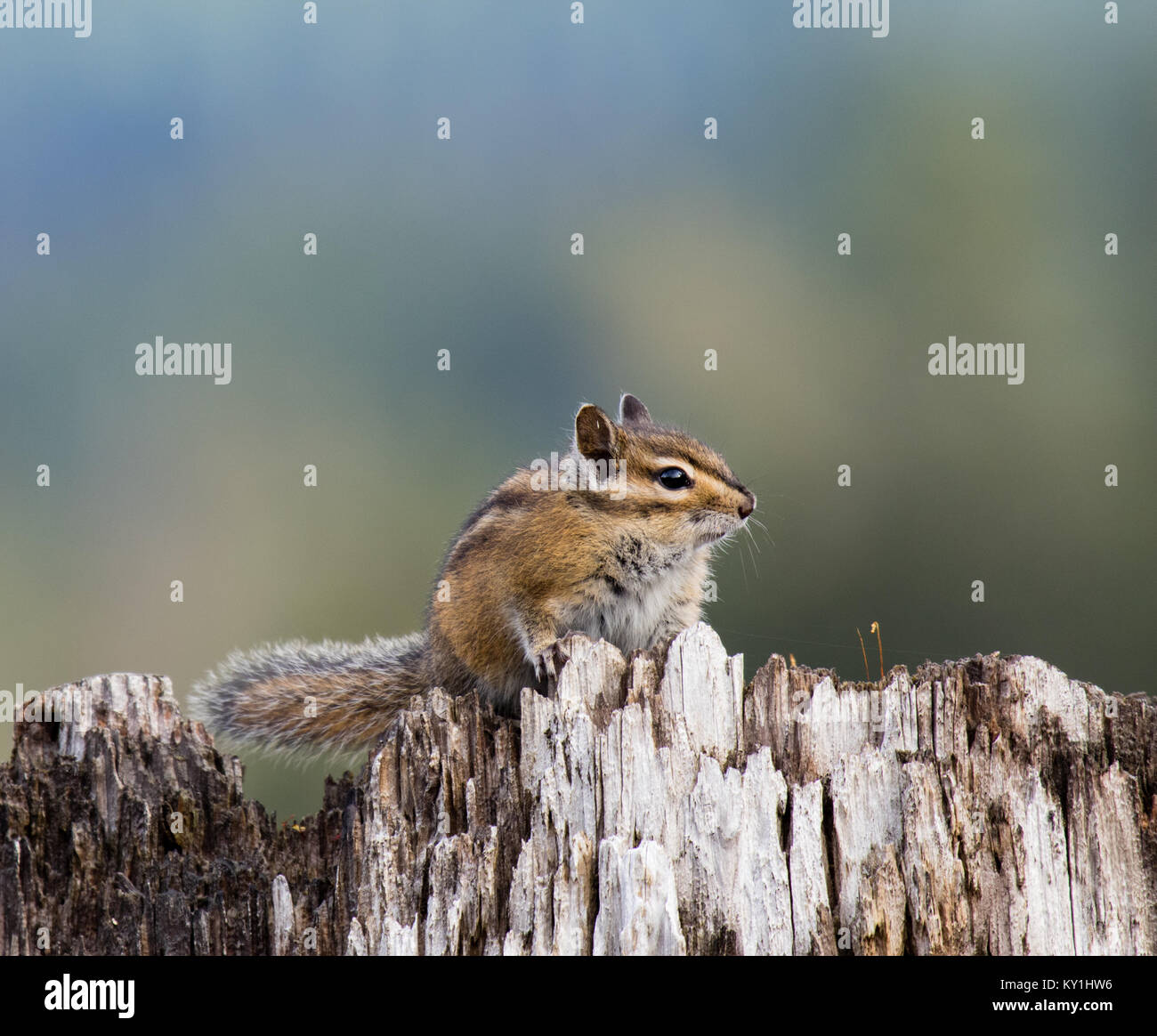 Chipmunk full cheeks hi-res stock photography and images - Alamy