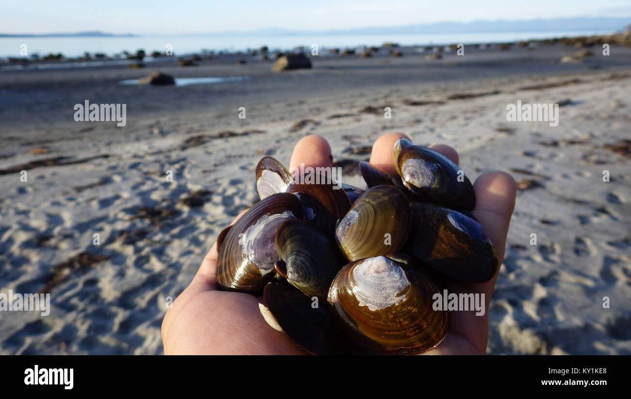 Hand presenting food hi-res stock photography and images - Alamy