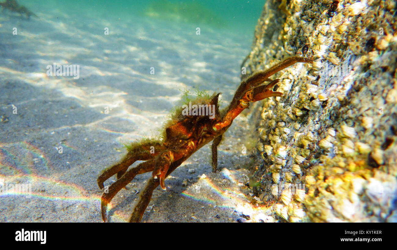 Northern kelp crab, spider crab, shield back crab ( Pugettia producta ...