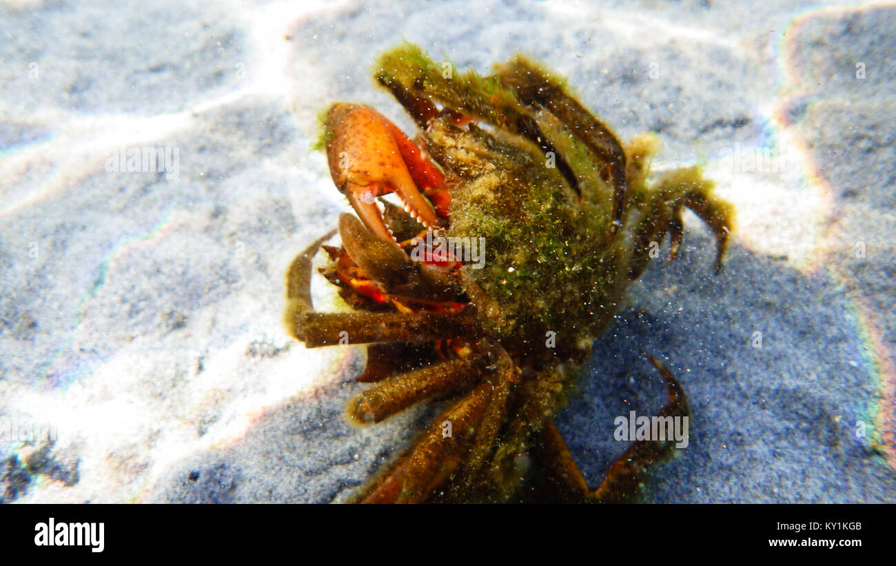Shield back kelp crab hi-res stock photography and images - Alamy