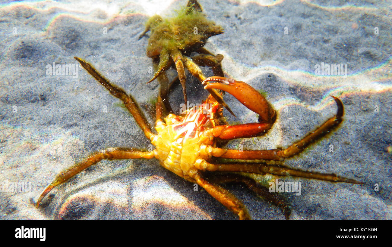 Northern kelp crab, spider crab, shield back crab ( Pugettia producta ...