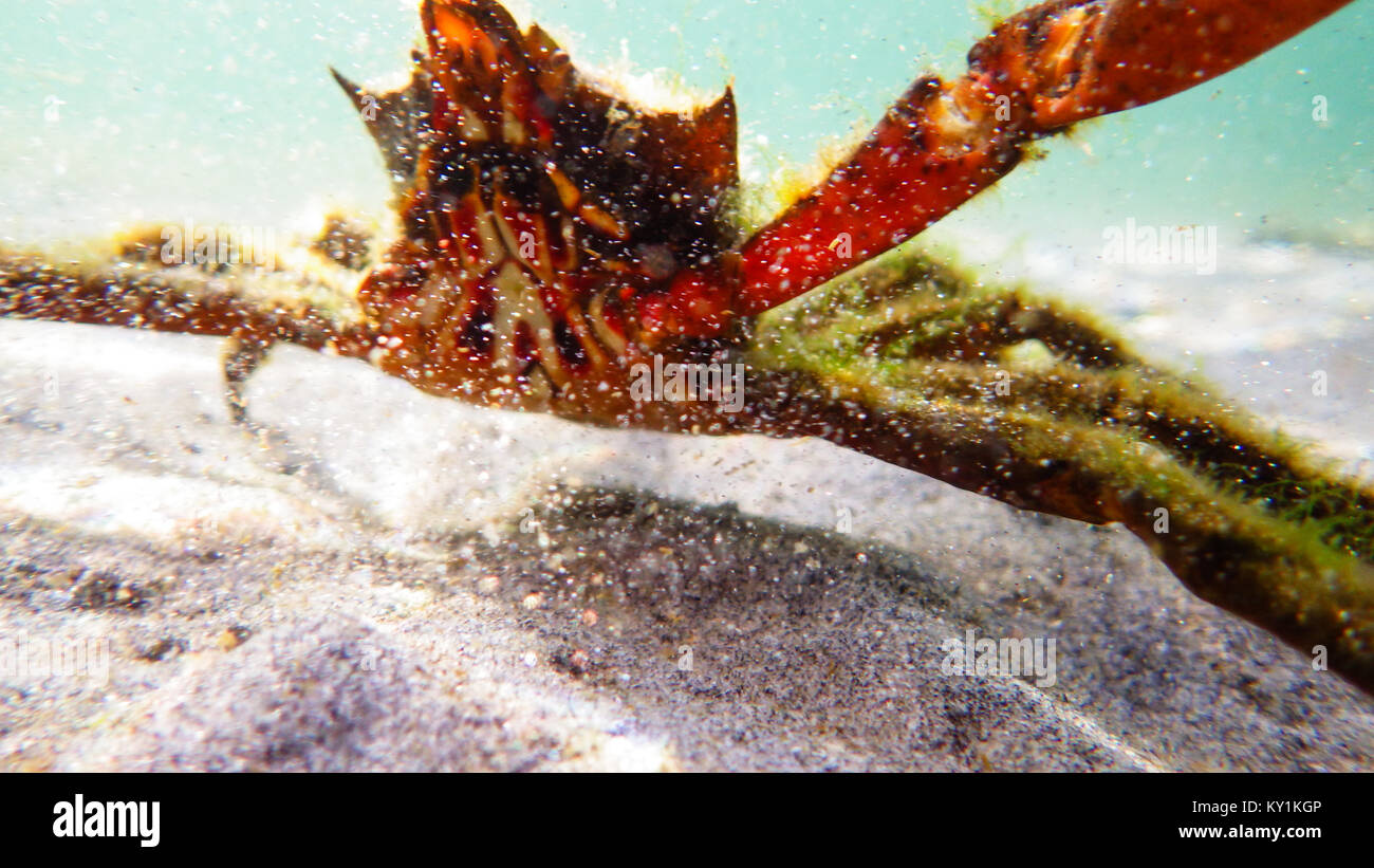 Seaweed crab hi-res stock photography and images - Alamy