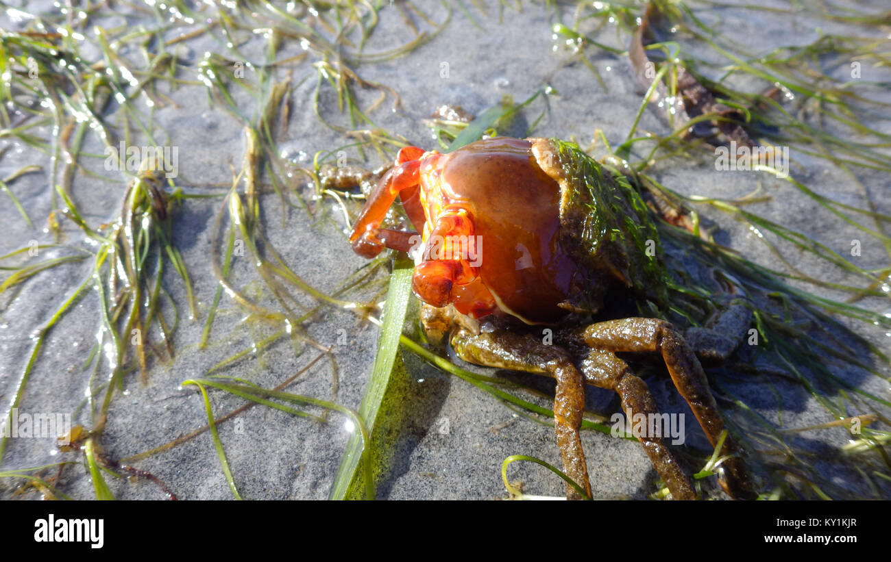 Northern kelp crab, spider crab, shield back crab ( Pugettia producta ...