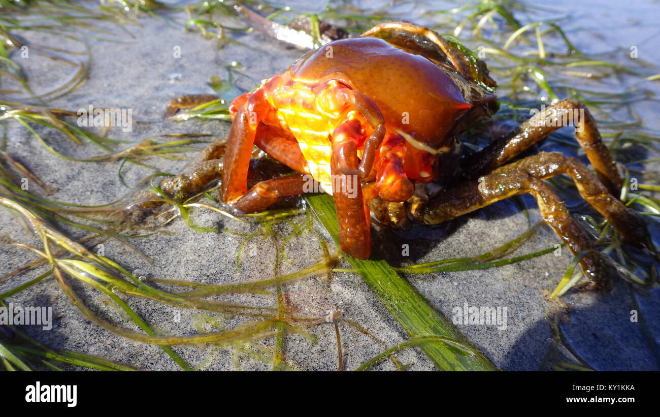 Northern kelp crab, spider crab, shield back crab ( Pugettia producta ...