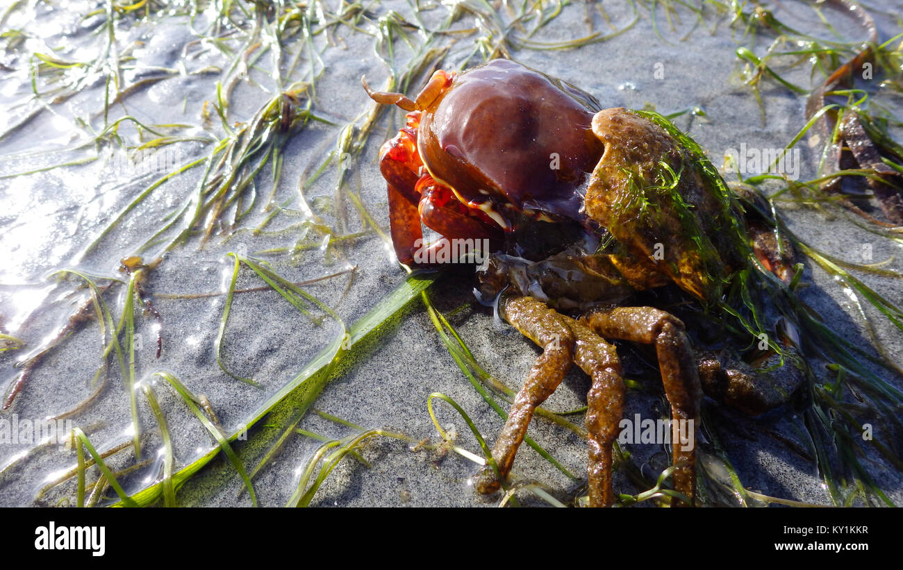 Northern kelp crab, spider crab, shield back crab ( Pugettia producta ...