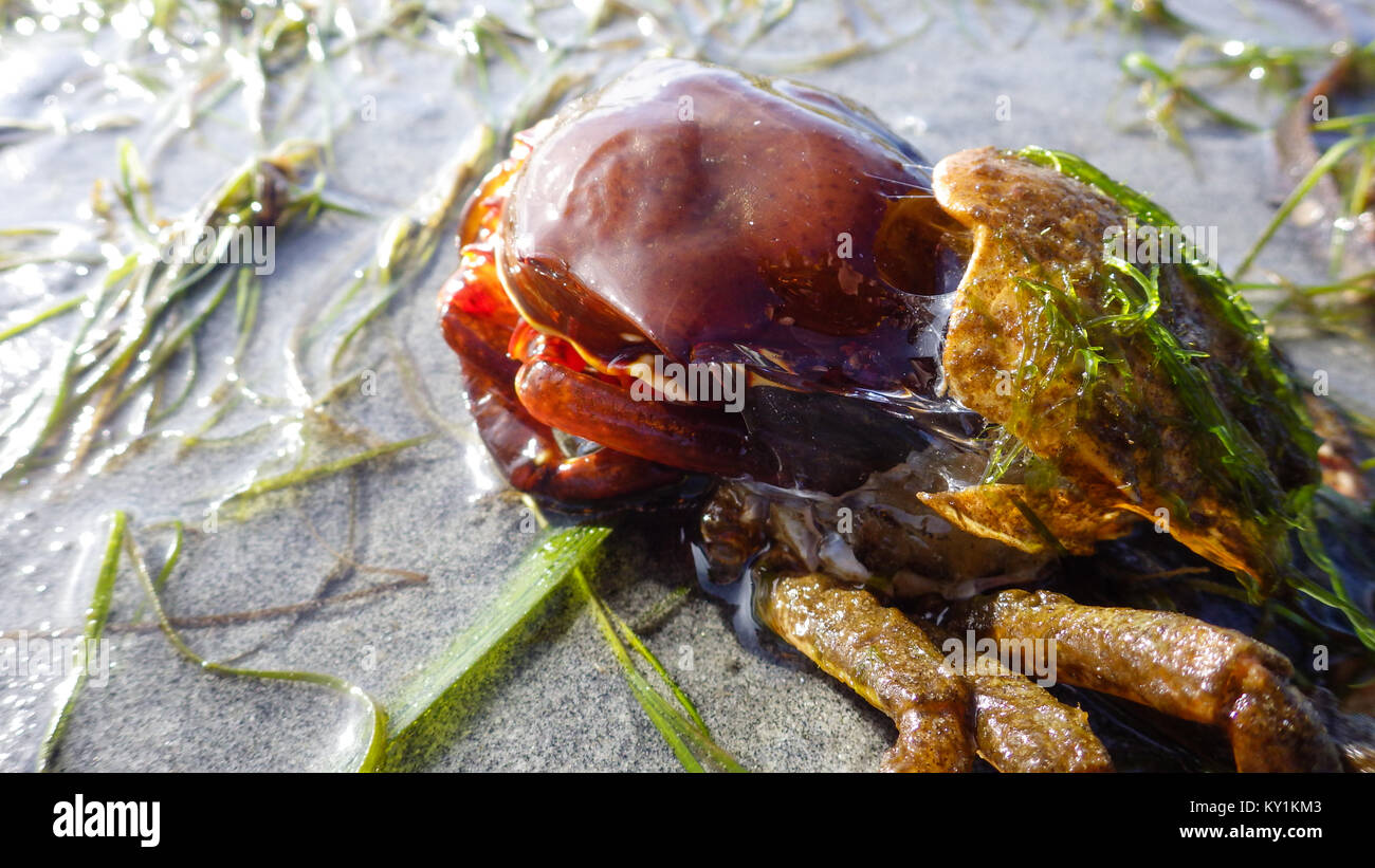 Northern kelp crab, spider crab, shield back crab ( Pugettia producta ...