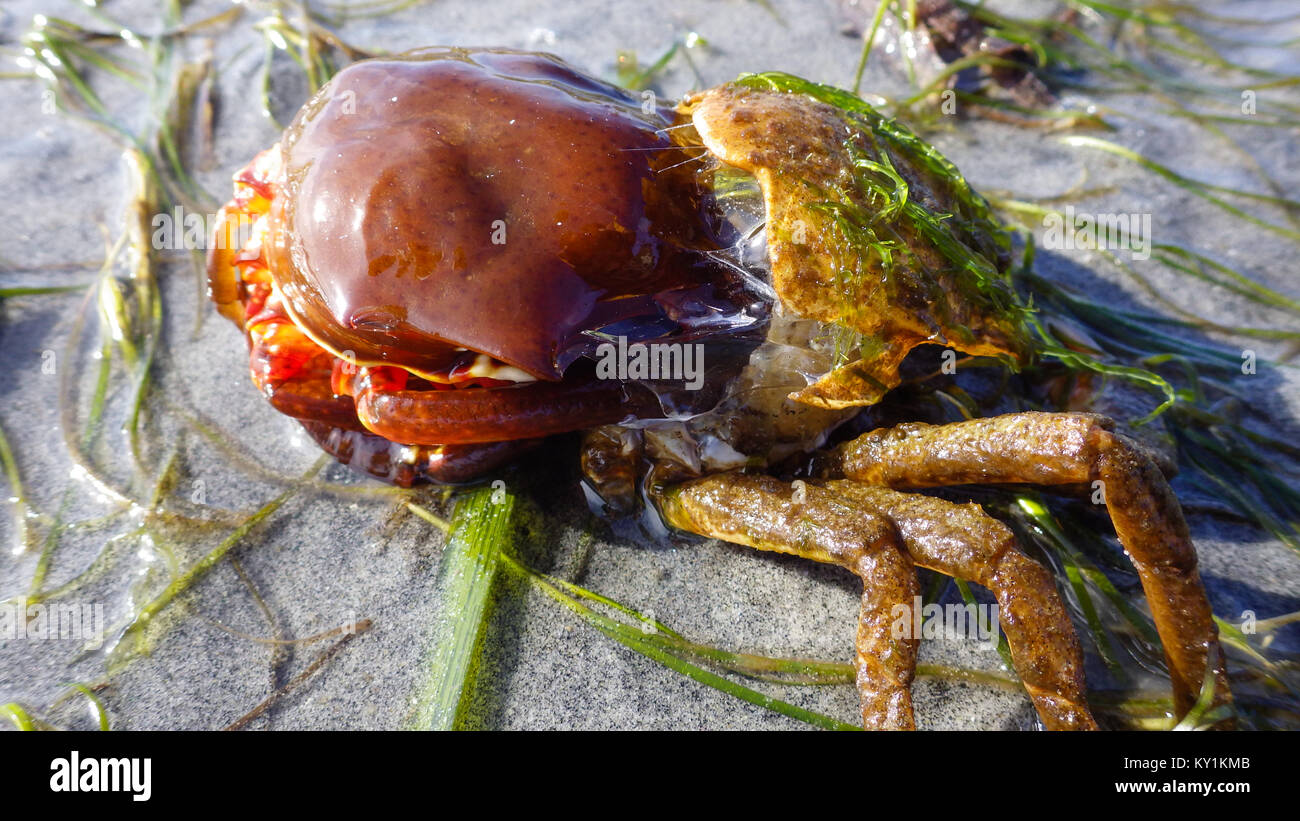 Northern kelp crab, spider crab, shield back crab ( Pugettia producta ...