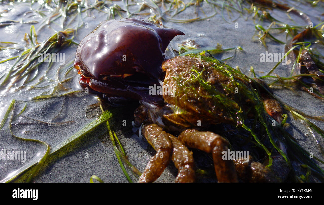 Northern spider crab hi-res stock photography and images - Alamy
