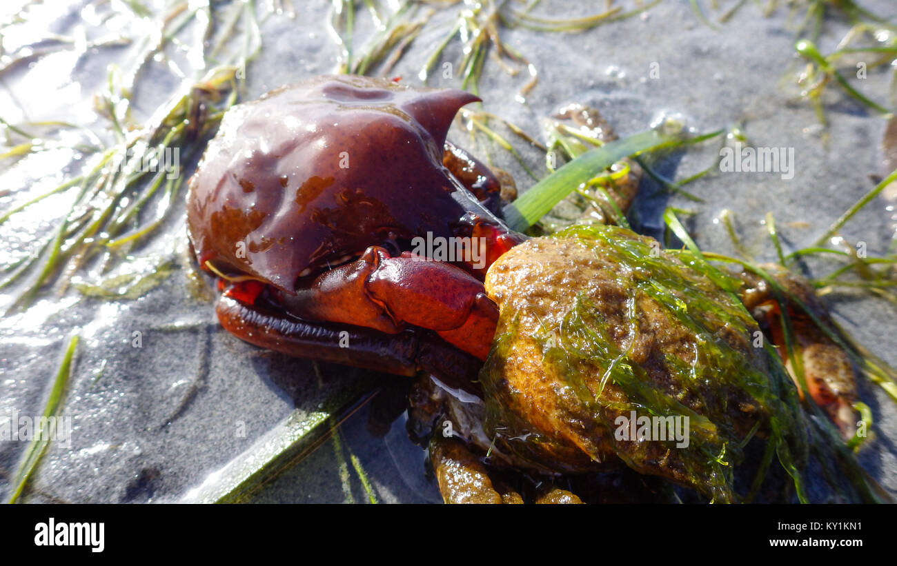 Northern kelp crab, spider crab, shield back crab ( Pugettia producta ...
