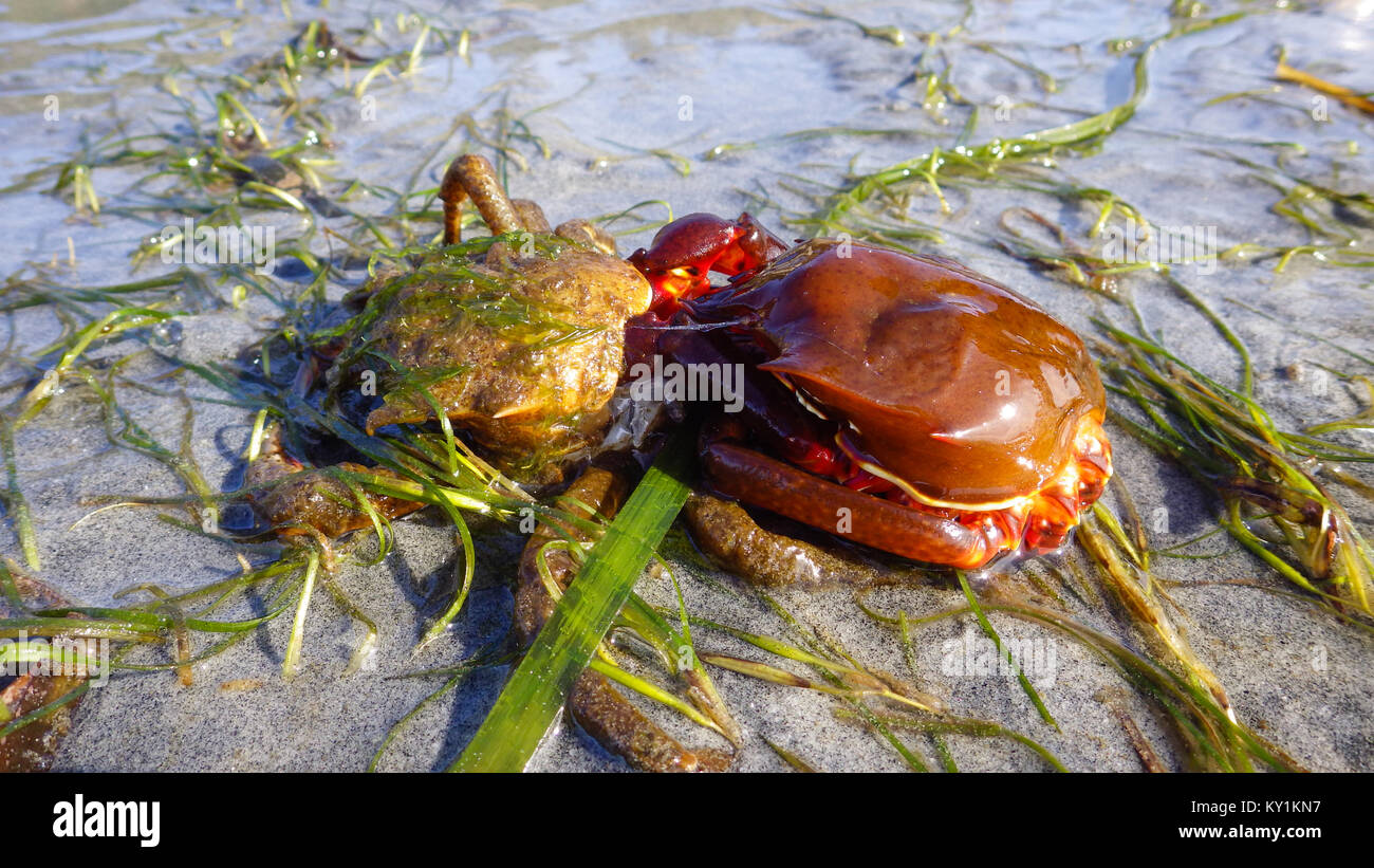 Northern kelp crab, spider crab, shield back crab ( Pugettia producta ...