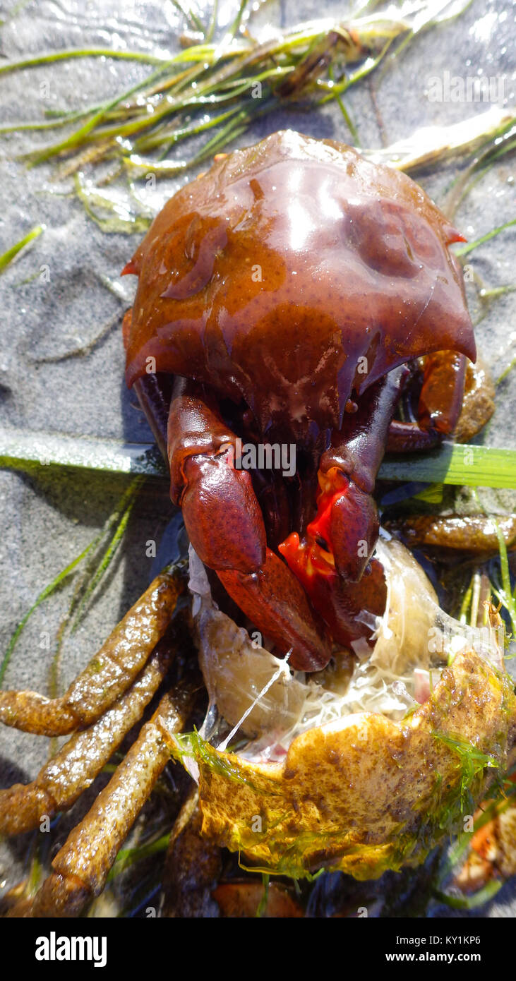 Northern kelp crab, spider crab, shield back crab ( Pugettia producta ...