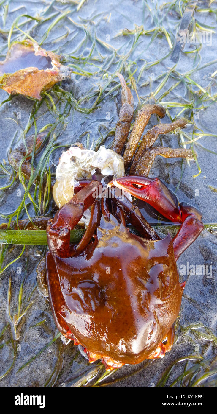 Northern kelp crab, spider crab, shield back crab ( Pugettia producta ...