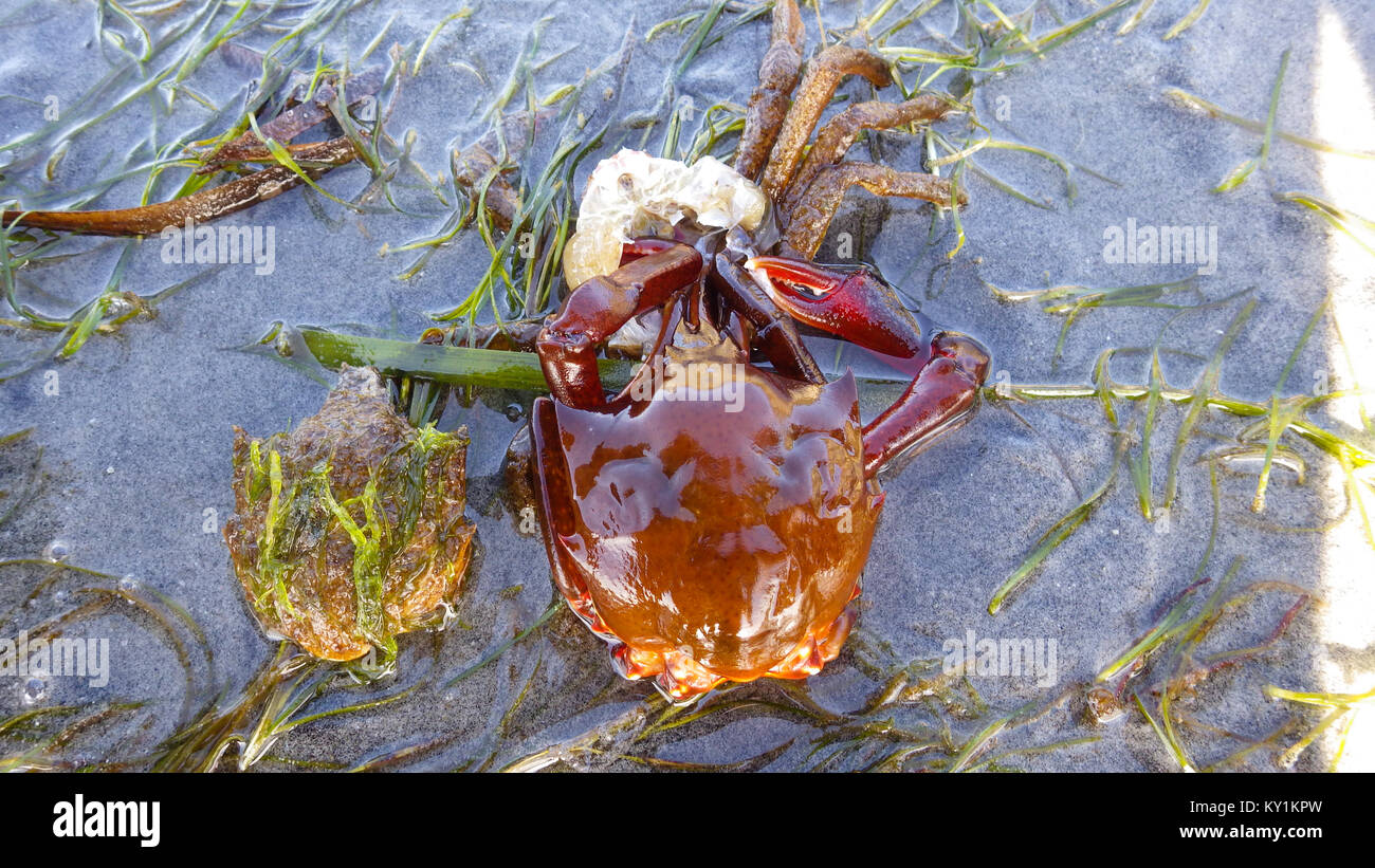 Shield back kelp crab hi-res stock photography and images - Alamy