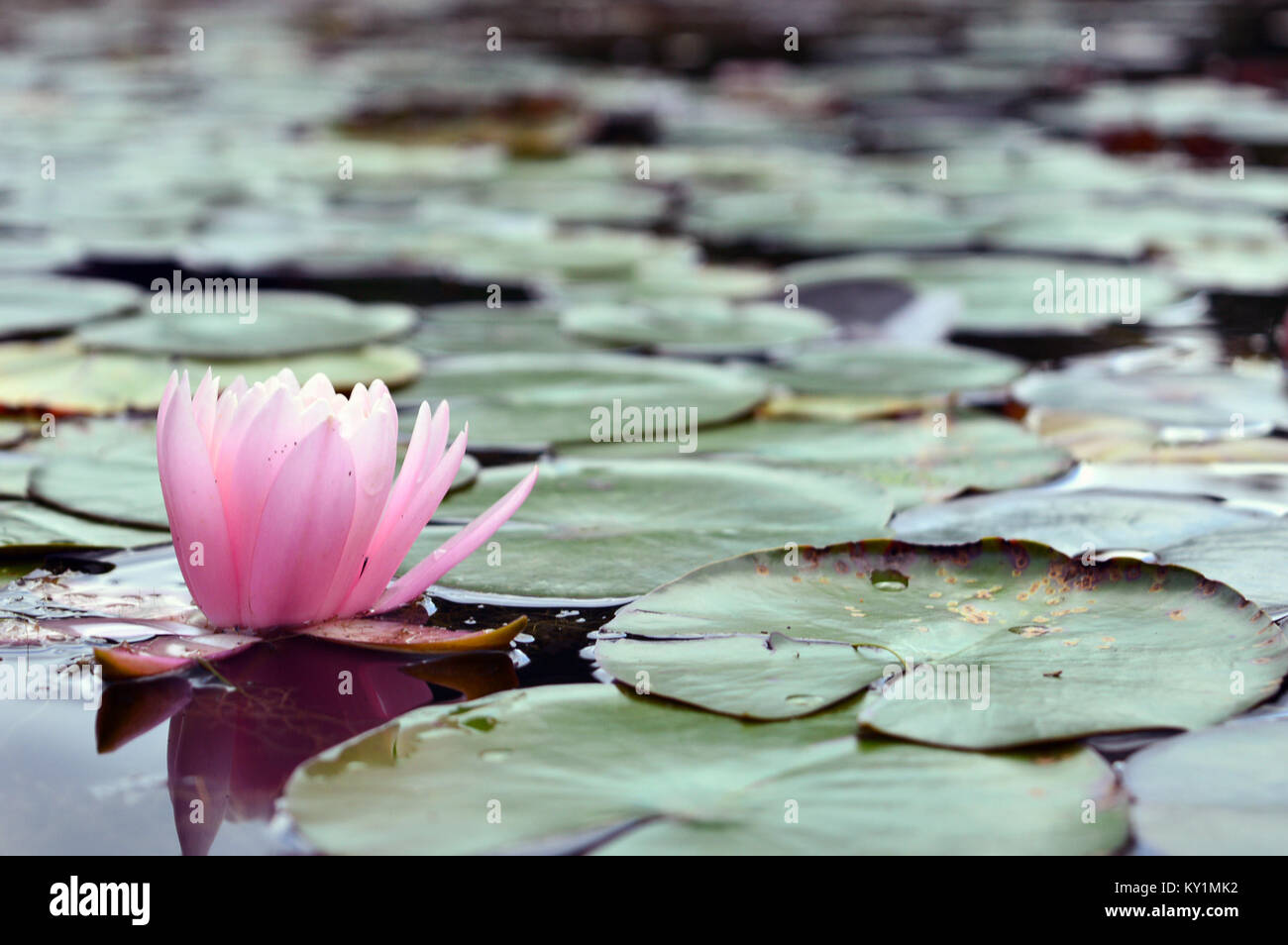 The lotus flower on the river Stock Photo - Alamy
