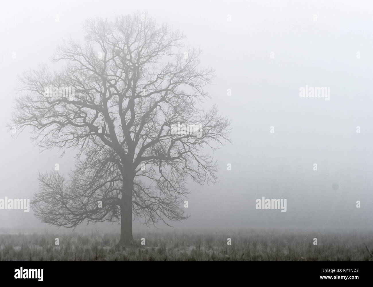 Single deciduous tree in dense fog behind a wetland meadow in a nature ...