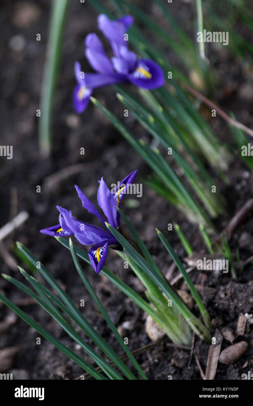 Iris reticulate. Blossoming blue mini irises in spring. Iris reticulata ...