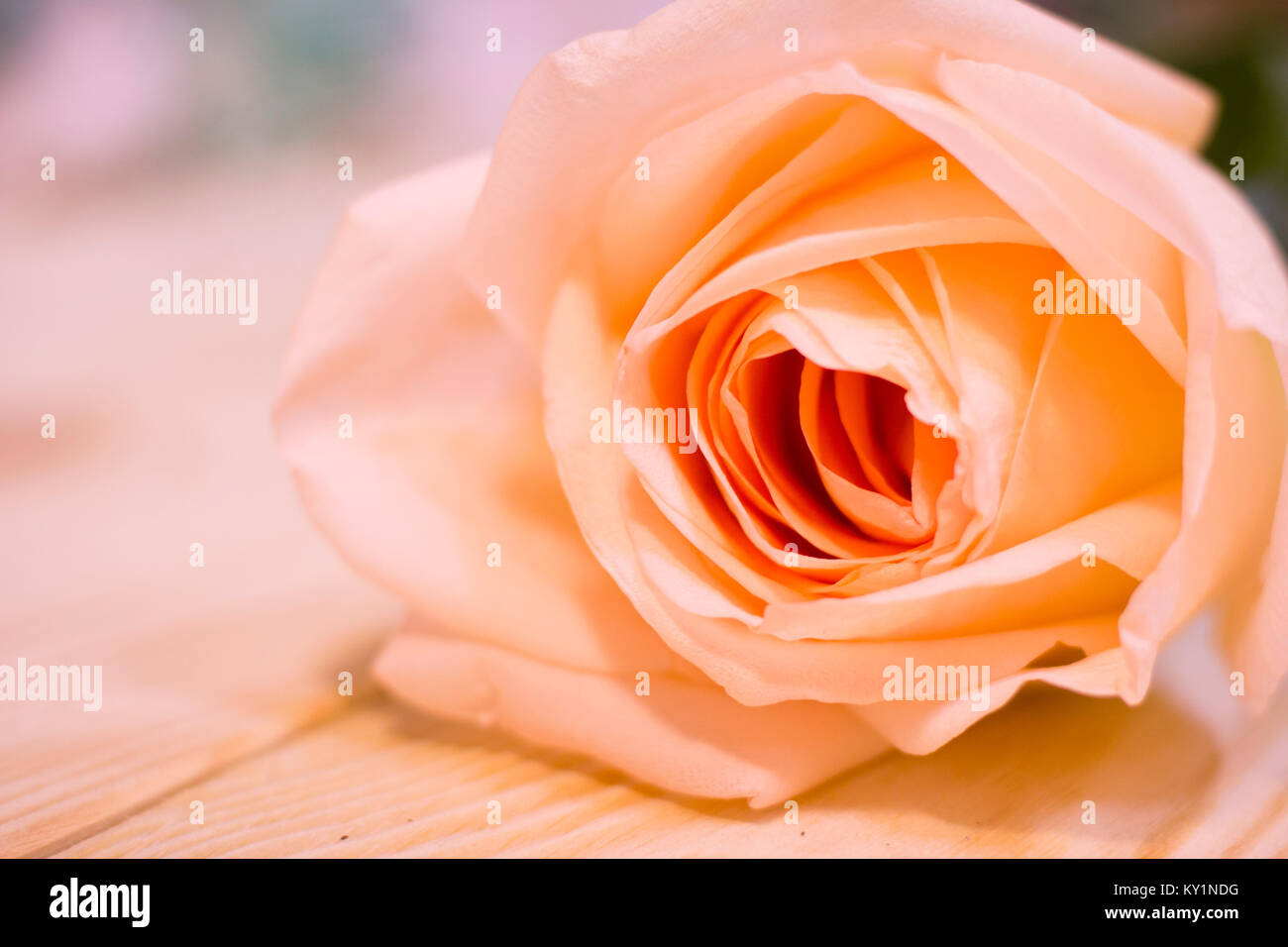 A cream rose in a close up Stock Photo - Alamy