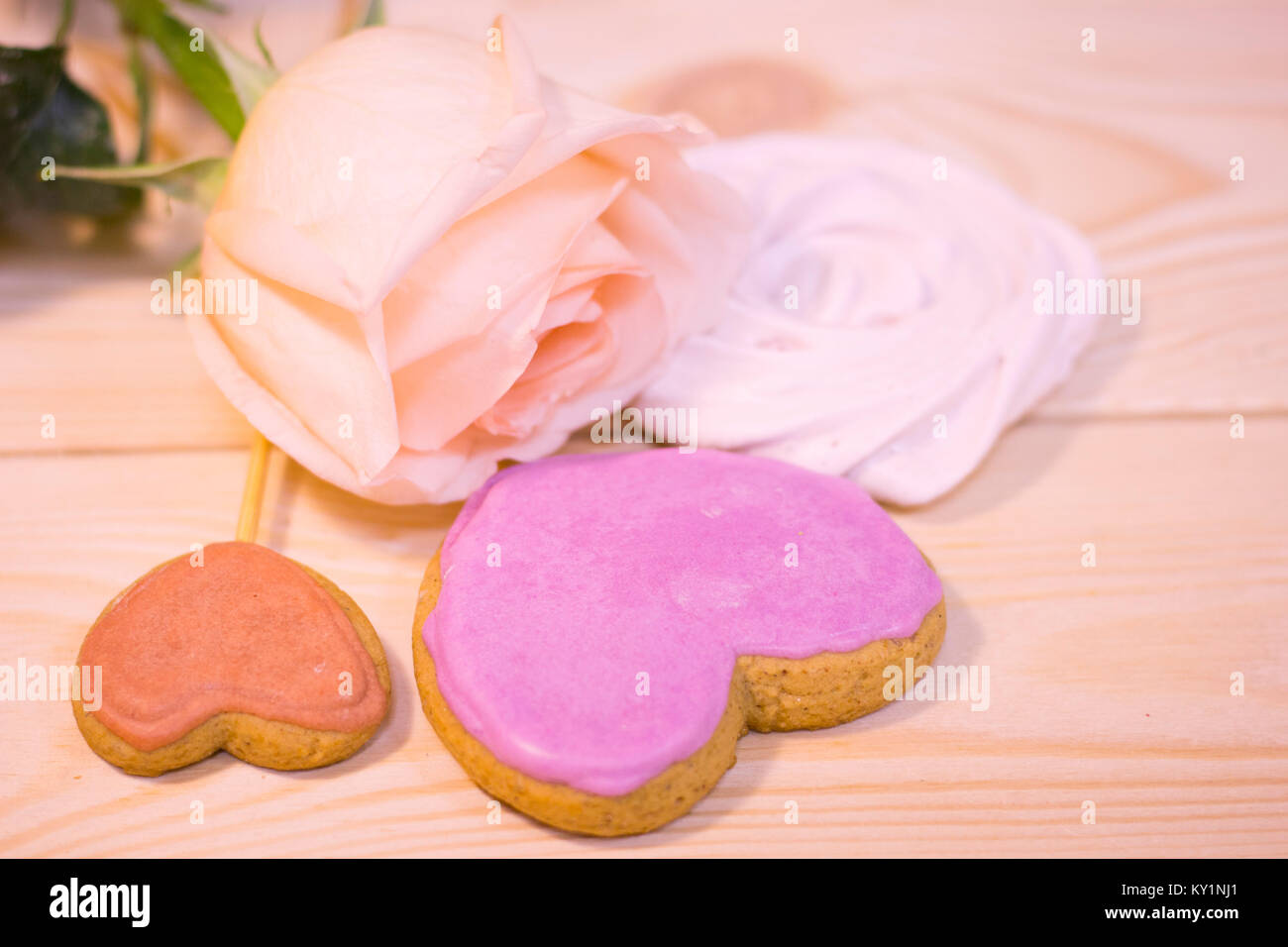A cream rose in a close up Stock Photo - Alamy