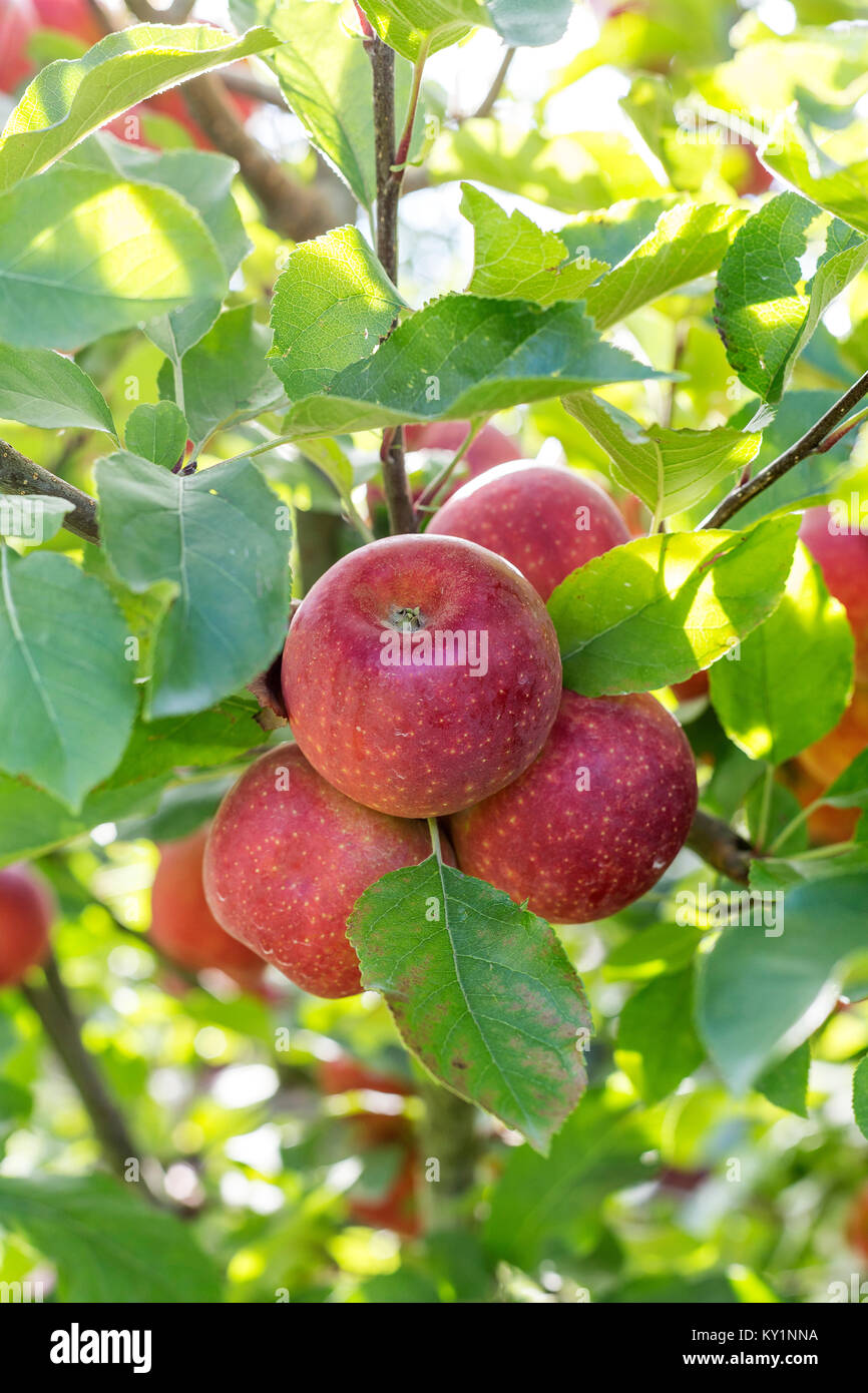 Ripe red apples on a tree branch in the garden Stock Photo - Alamy