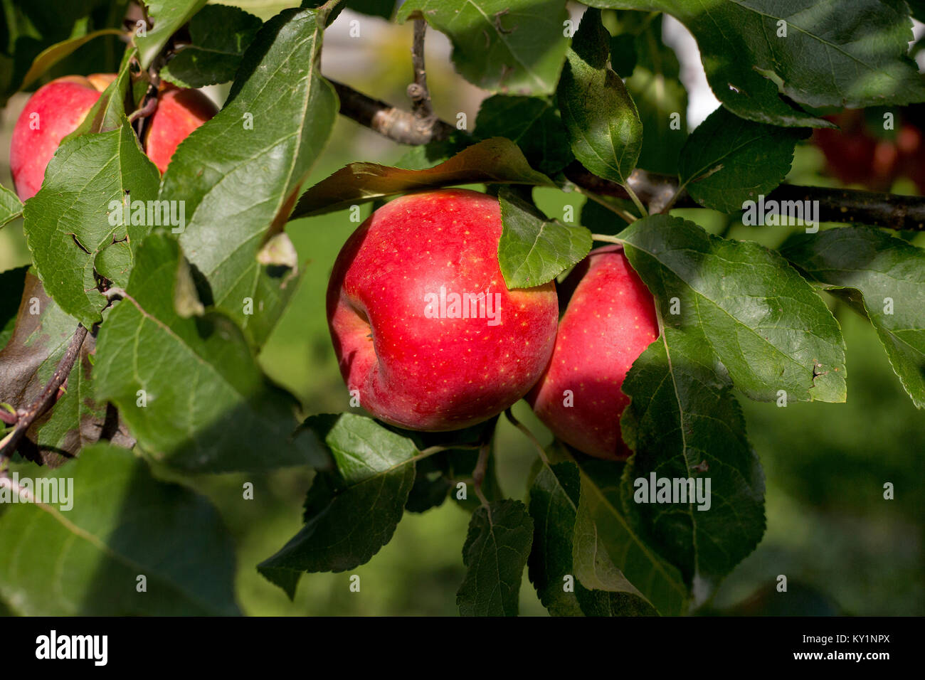 Ripe red apples on a tree branch in the garden Stock Photo - Alamy