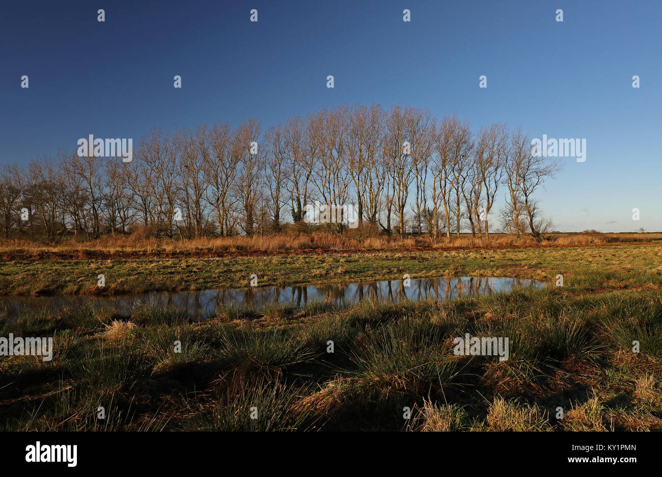 view over Higher Level Stewardship Land to Poplar (Populus sp) shelter ...