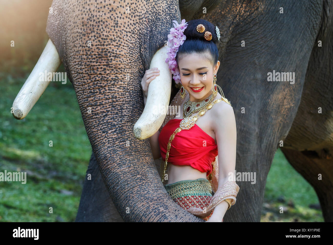 Elephants trunk touch touching hi-res stock photography and images - Alamy