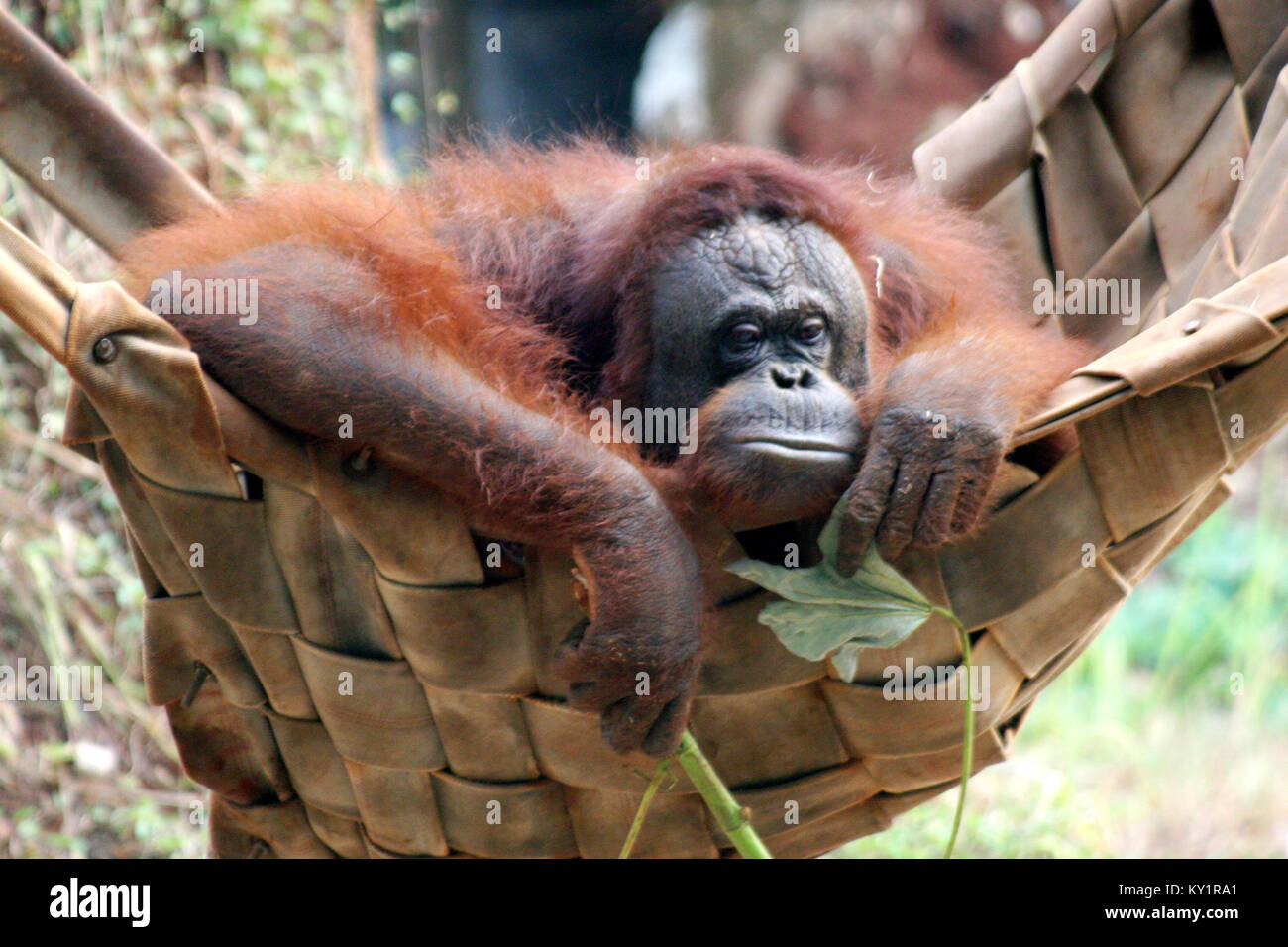 The Bornean orangutan (Pongo pygmaeus Stock Photo - Alamy