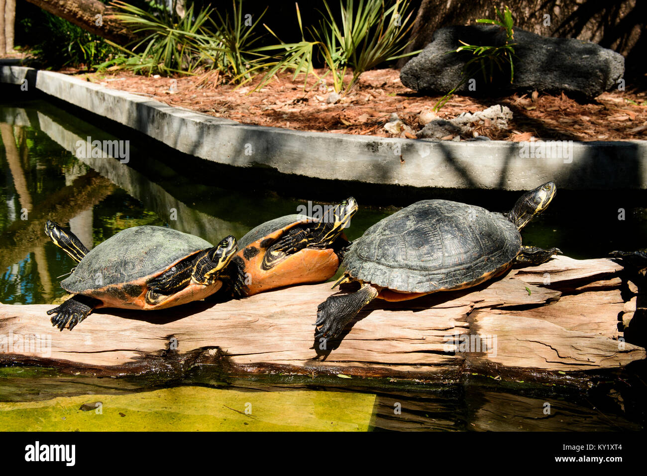 Tortue hi-res stock photography and images - Alamy