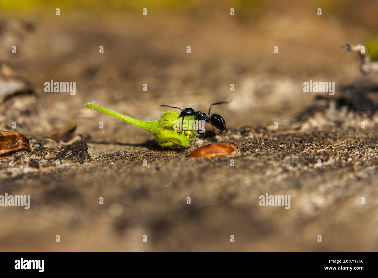 Beauty of ant hi-res stock photography and images - Alamy