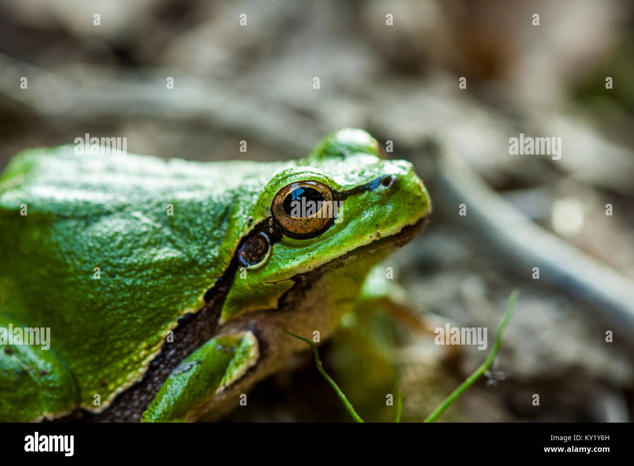 Frog skin close up smooth hi-res stock photography and images - Alamy