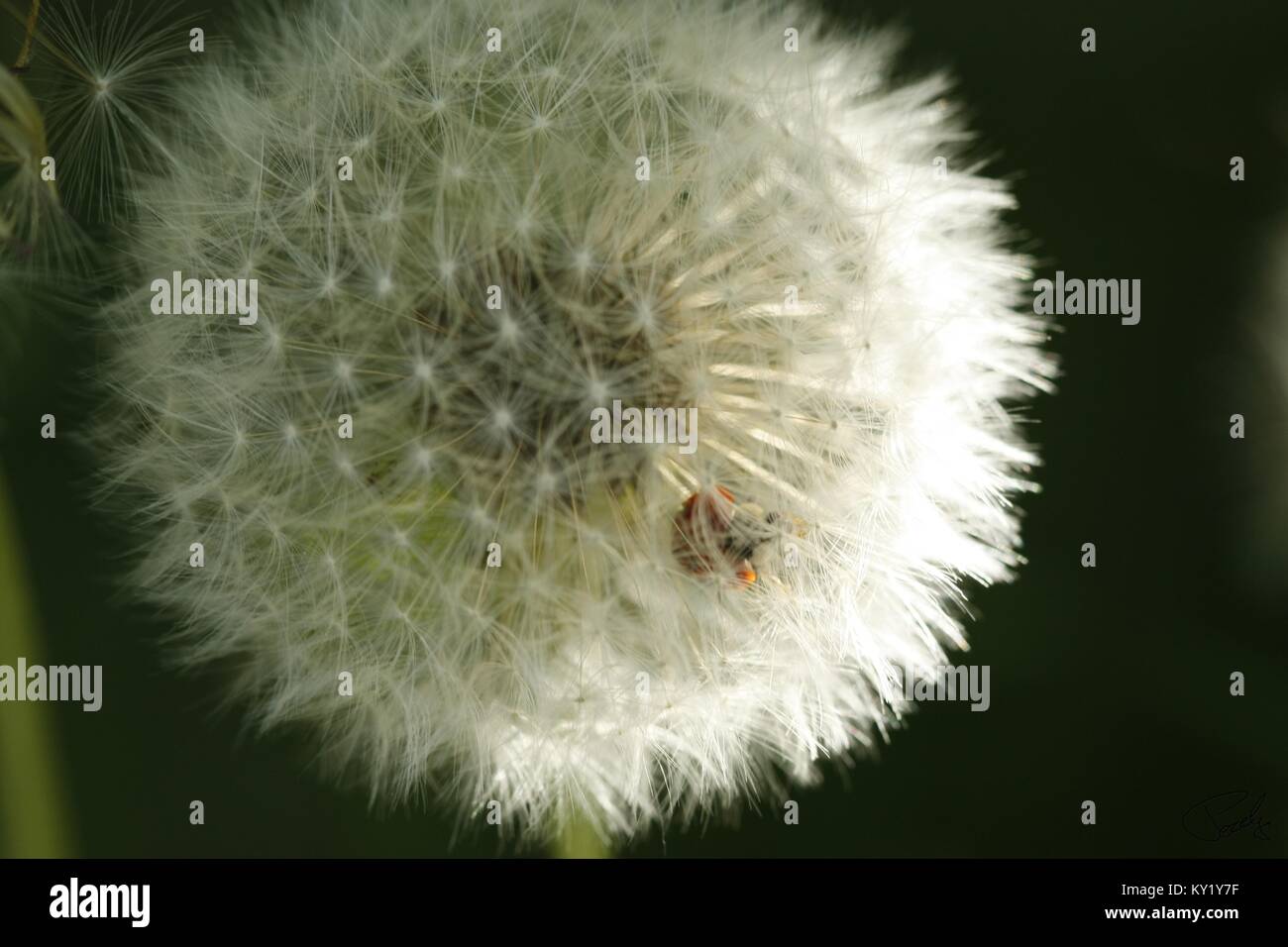 Ladybug hiding hi-res stock photography and images - Alamy