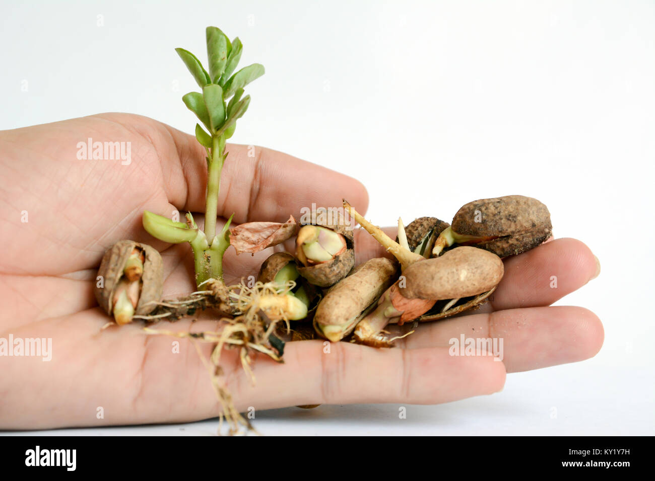 seed, seed on hand Stock Photo - Alamy
