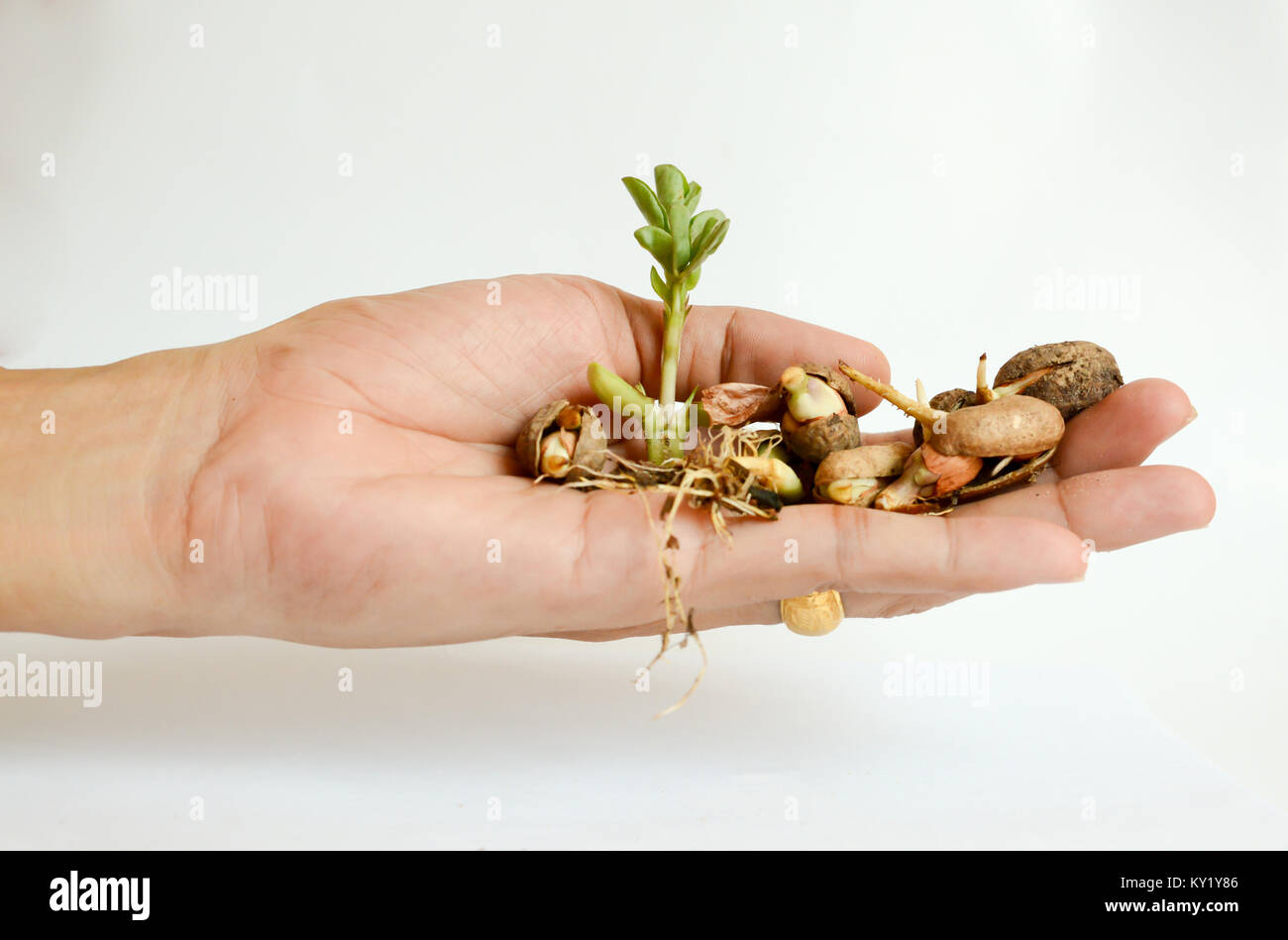 seed, seed on hand Stock Photo - Alamy