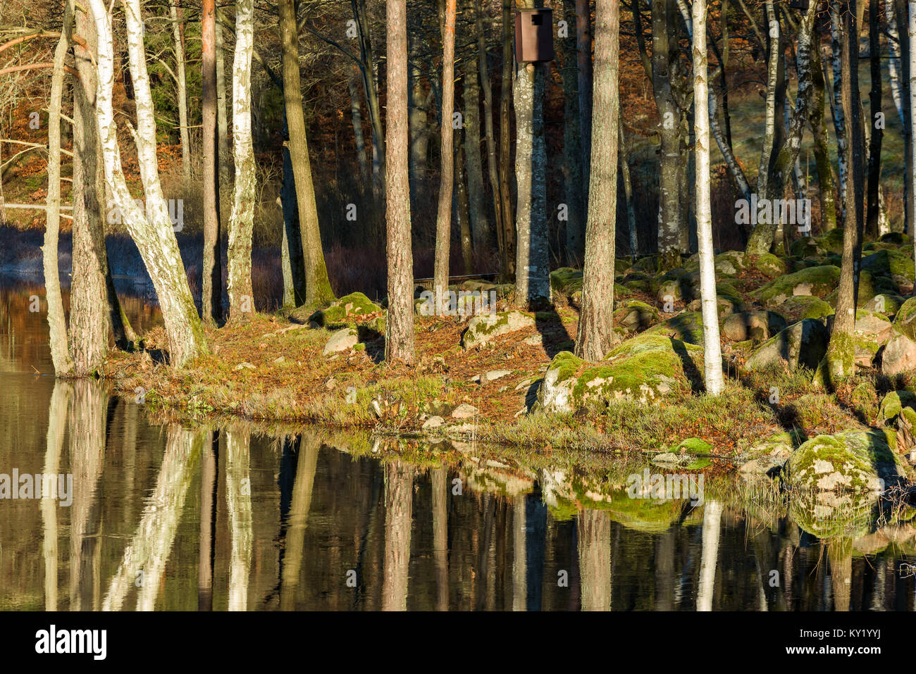 Birch and coniferous tree trunks at a riverbank on a windless and sunny ...