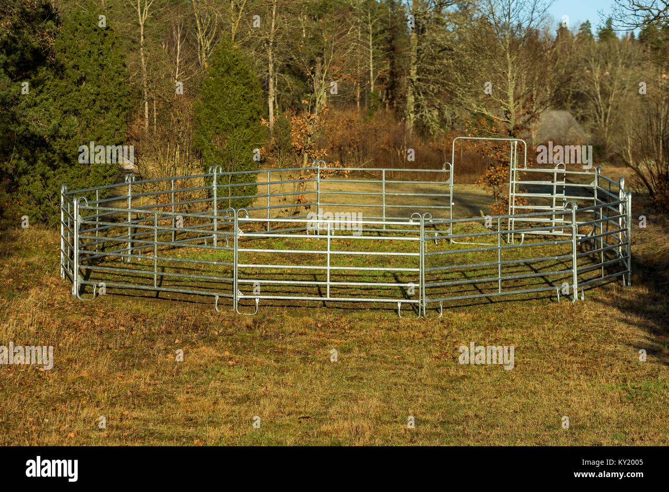 Corral cattle hi-res stock photography and images - Alamy