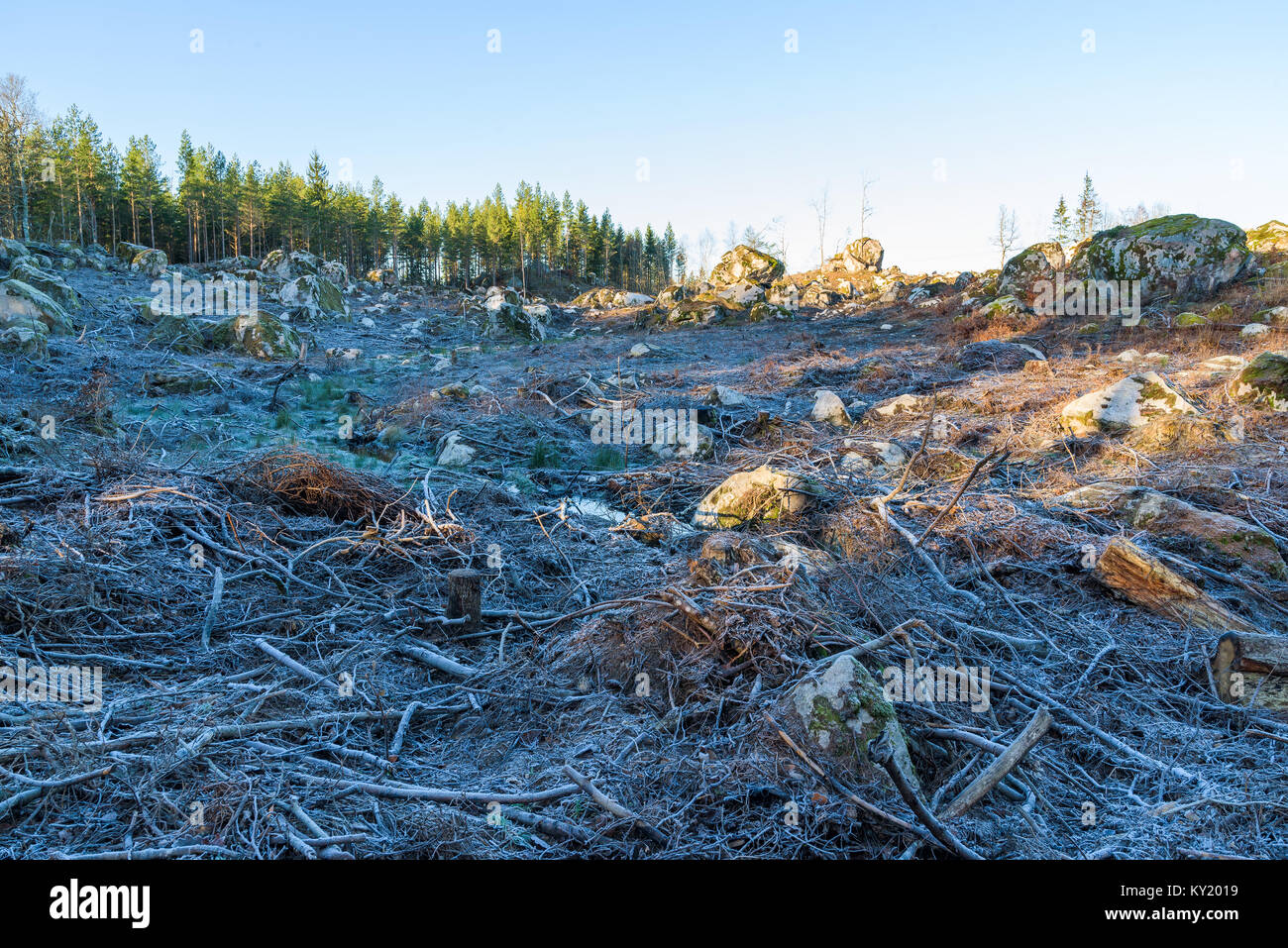 Frost on deforestation area hi-res stock photography and images - Alamy
