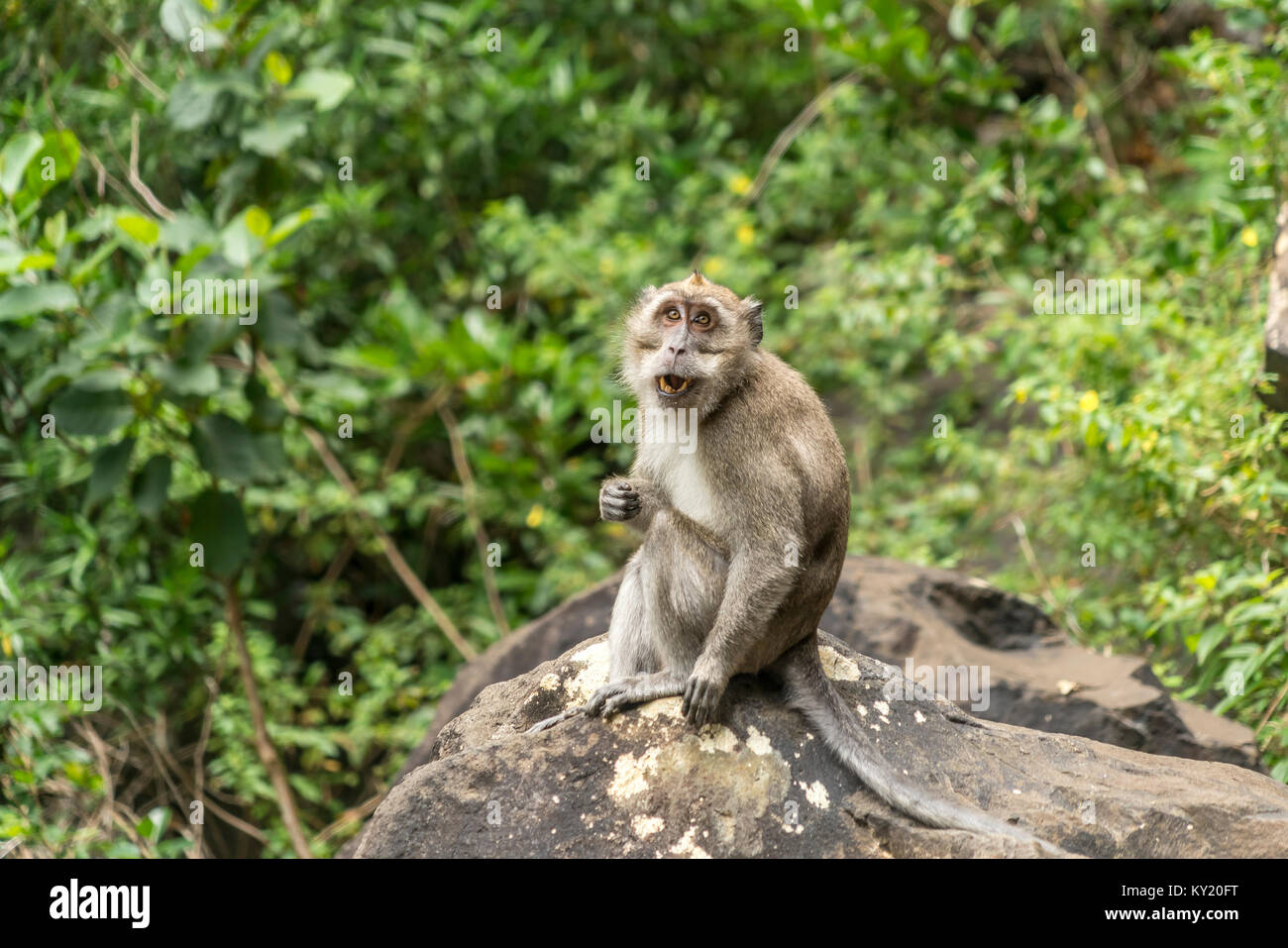 Macaque monkey mauritius hi-res stock photography and images - Alamy