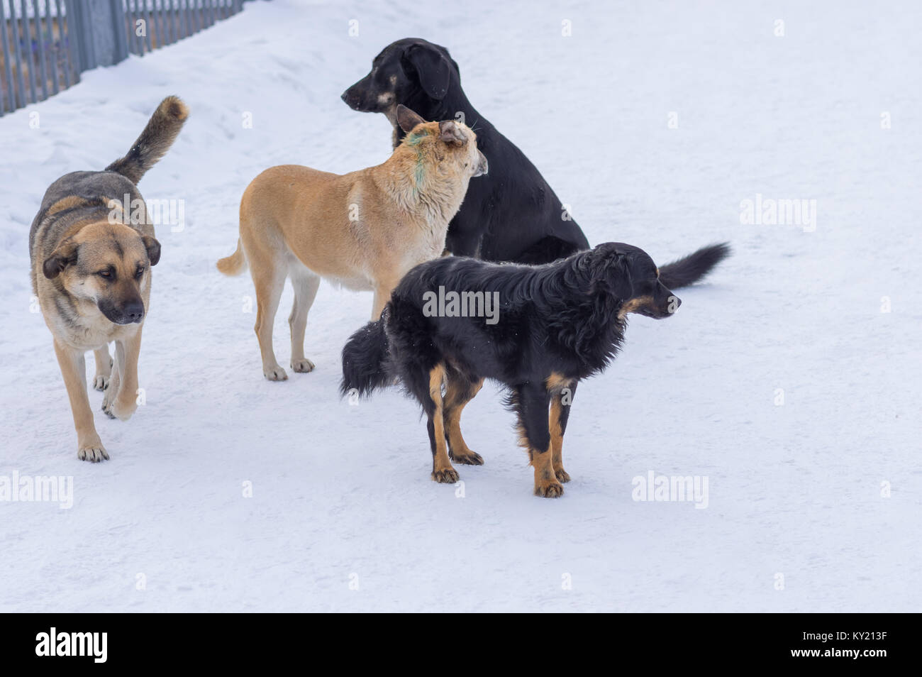 Pack of stray dogs hi-res stock photography and images - Alamy