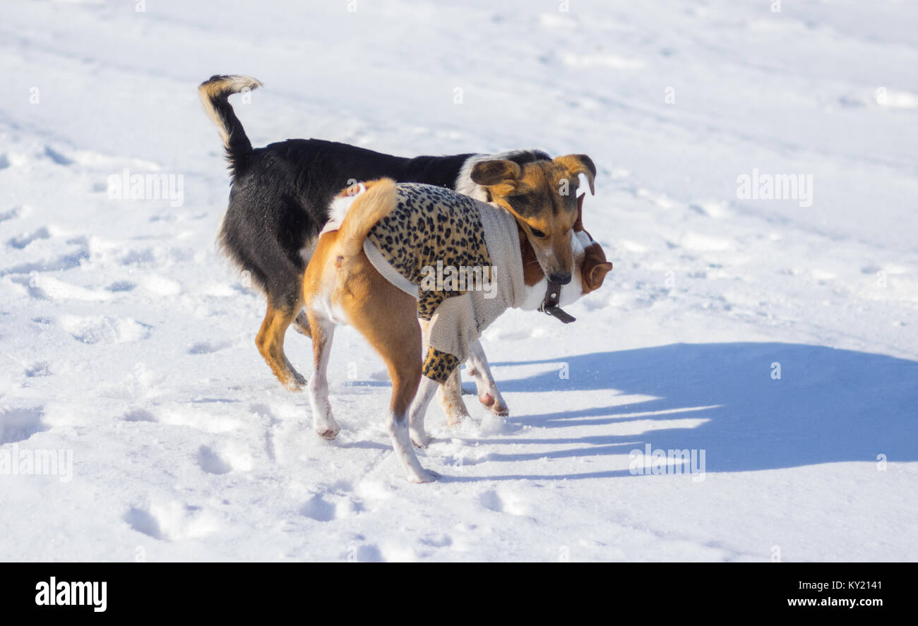 Black mixed breed female dog bites Basenji on the neck while playing on ...