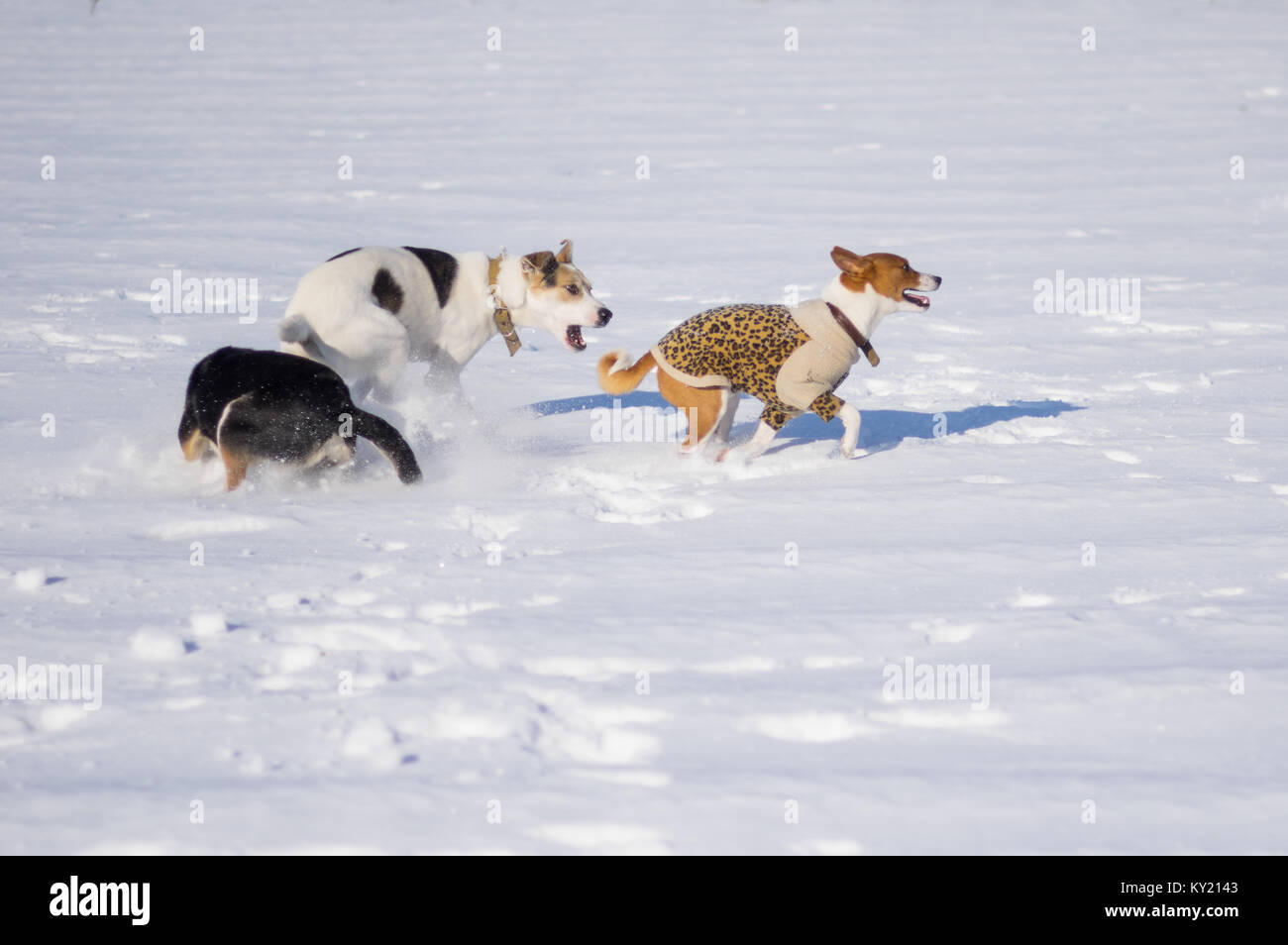 Basenji wearing winter coat playing with black and white mixed breed ...