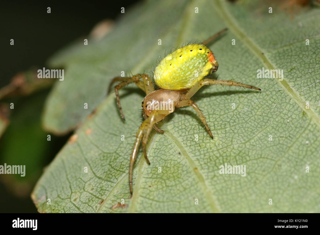 Araignée europe hi-res stock photography and images - Alamy