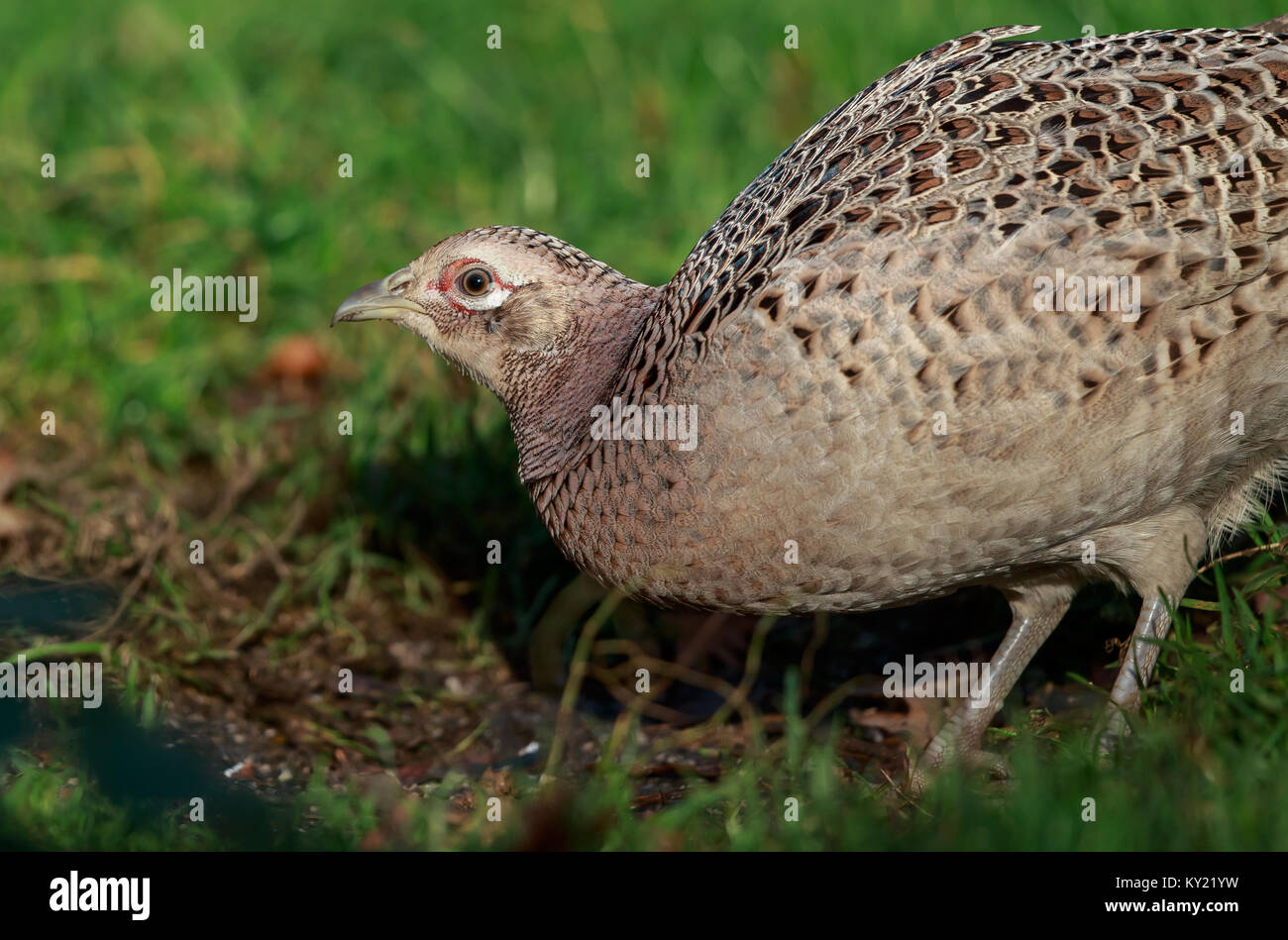 Ring Necked Pheasant Hen