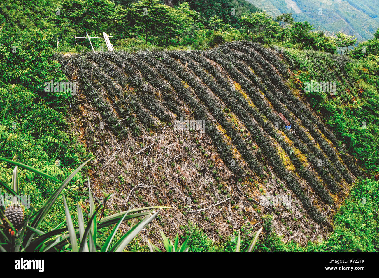 Pineapple plantation crops hi-res stock photography and images - Alamy