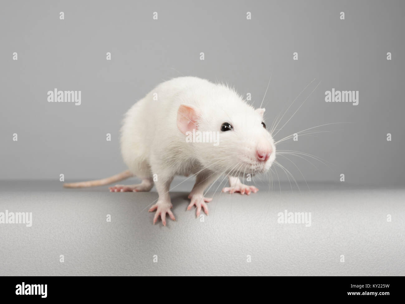 Lab rat with shot hi-res stock photography and images - Alamy